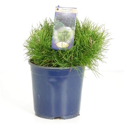 Pinus Mugo Mughus — Plant Wholesale Floraccess