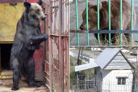 Brown Bear Serving Prison Sentence In Human Jail For Gbh ‘released