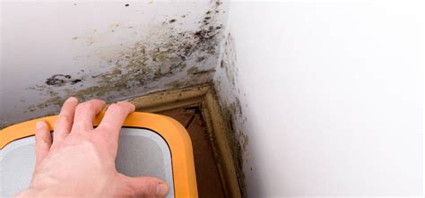 How To Get Rid Of Mould On Walls For Good Cornerstone