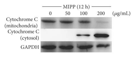 Mipp Induced The Release Of Cytochrome C From Mitochondria Into The Download Scientific Diagram