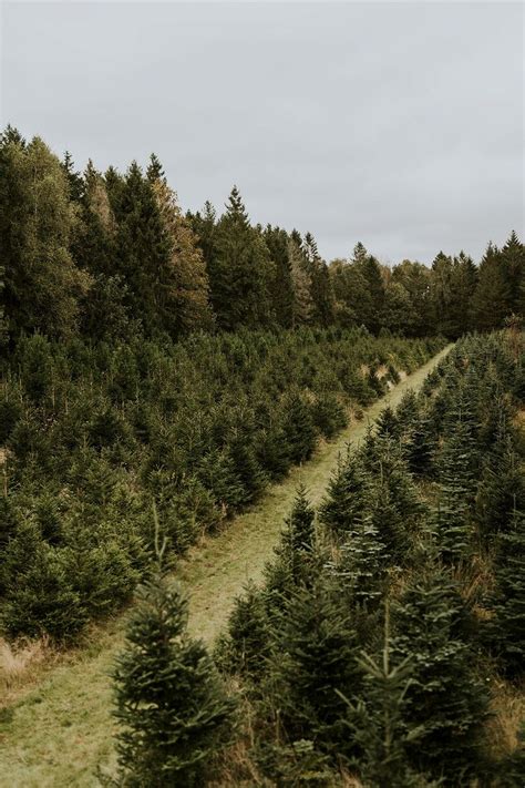 The South S Best Christmas Tree Farms Artofit