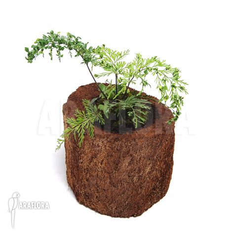 Araflora Exotic Flora And More Mauritius Spleenwort Asplenium