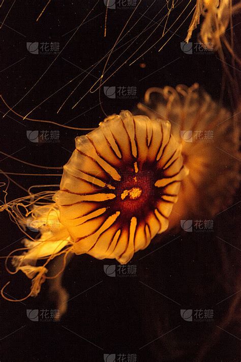 日本海荨麻水母太平洋菊