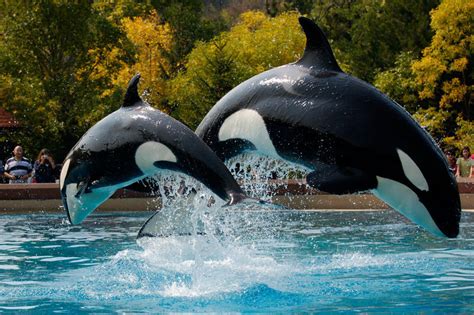 Orcas Orca The Killer Whale Photo 1421348 Fanpop
