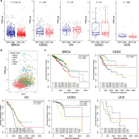 Ido1 Expression And Tumour Mutation Burden Tmb Status A Tmb Status