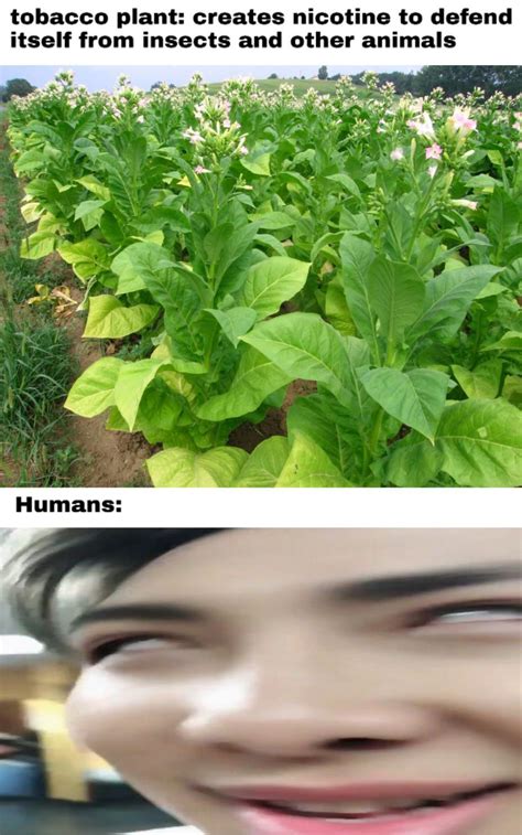 29 Best Utesazor Images On Pholder Dankmemes Bikini Bottom Twitter