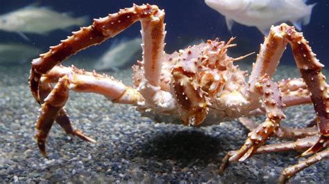 Crab Quota System