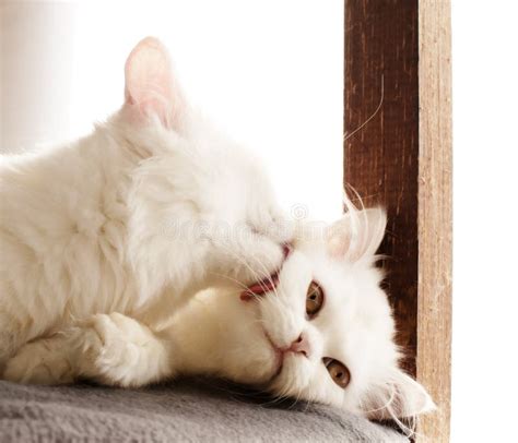 Gato Que Lambe Seu Filhote Foto De Stock Imagem De Grooming 36310242