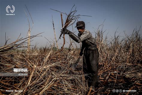 تصاویر برداشت سنتی نیشکر نصرنیوز