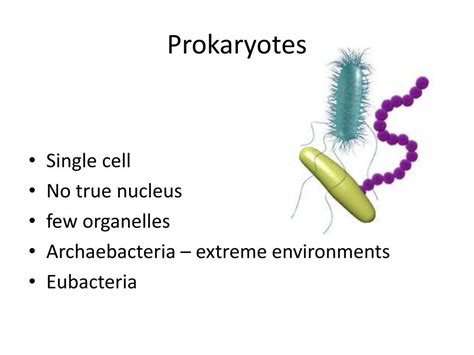 Ppt Prokaryotes Powerpoint Presentation Free Download Id 4103622