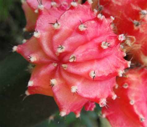 Fotos gratis flor cactus hoja pétalo alto rojo Produce