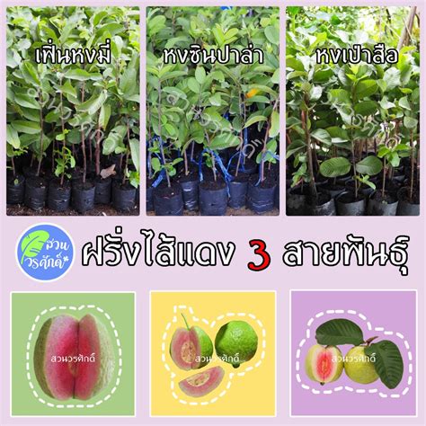 ฝรั่งไส้แดง 3ต้น 3สายพันธุ์ ราคาสุดคุ้ม520 เฟิ่นหงมี่ หงซินปาล่า หง