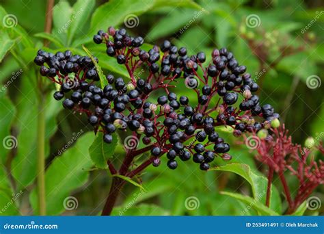 Sambucus Ebulus Is A Poisonous Perennial Herb It Can Also Be Used As A