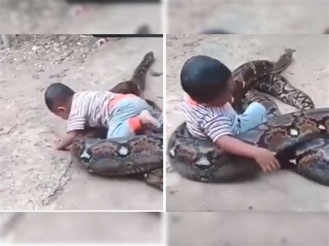 Viral Video बापरे महाकाय अजगरासोबत बिनधास्त खेळतोय चिमुरडा Video