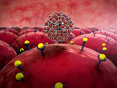 Hpv Virus En Het Immuunsysteem Hpv Health