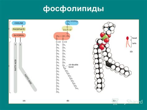 Презентация на тему: "Введение в молекулярную биологию Миронов Андрей ...