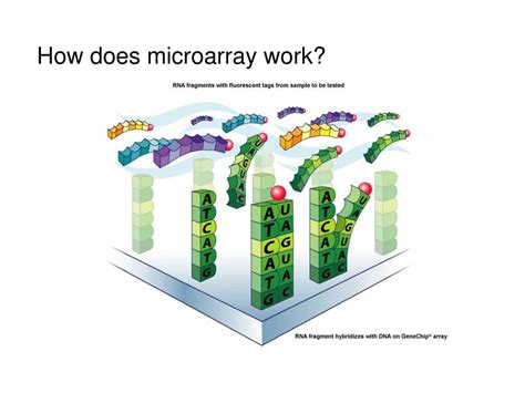 PPT Introduction To Microarray Data Analysis BMI IBGP PowerPoint Presentation ID