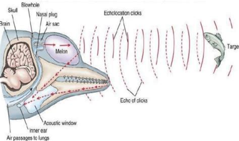 Mammalogy Lecture 10 Echolocation And Sensory Orientation Flashcards