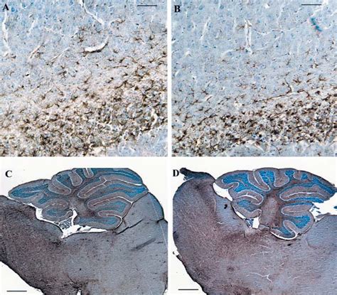 Shaking Did Not Modify The Density Or Distribution Of Astrocytes