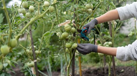 7 Pruning Mistakes To Avoid For Thriving Productive Tomato Plants