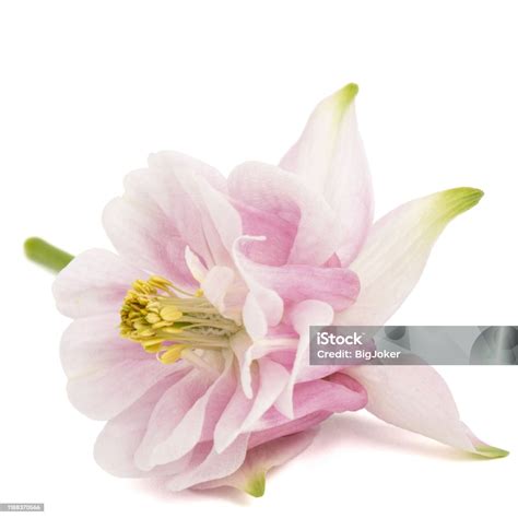 Aquilegia의 장미 꽃 유역 클로즈업의 꽃 흰색 배경에 고립 건강관리와 의술에 대한 스톡 사진 및 기타 이미지 건강