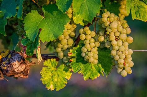 Domaine De Rocheville Wine Tasting