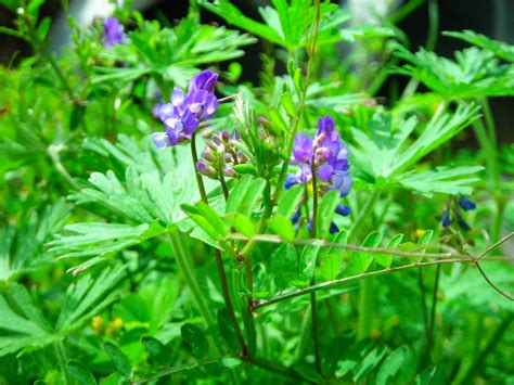 Pretty Weeds By Furiouscephalopod On Deviantart