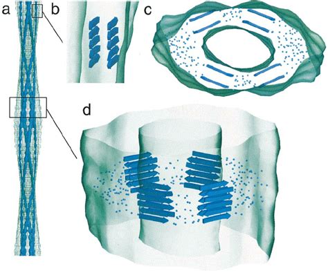 Modelling The Polypeptide Fold In The Fibril Density A Overview Of