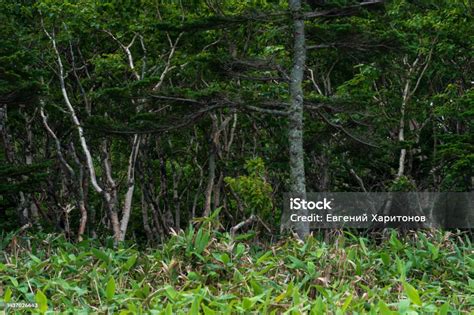 Kunashir 섬의 숲 풍경 뒤틀린 나무와 난쟁이 대나무의 저성장 0명에 대한 스톡 사진 및 기타 이미지 0명 군도