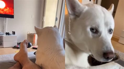 Sessão cinema Cachorro toma atitude inusitada para assistir filme assista