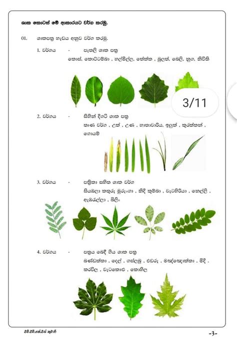 5 Hapana 3 ශ්‍රේණිය පරිසරය පැළෑටි හා ගස් වැල්