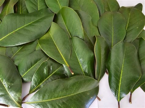 Magnolia Leaves Projects