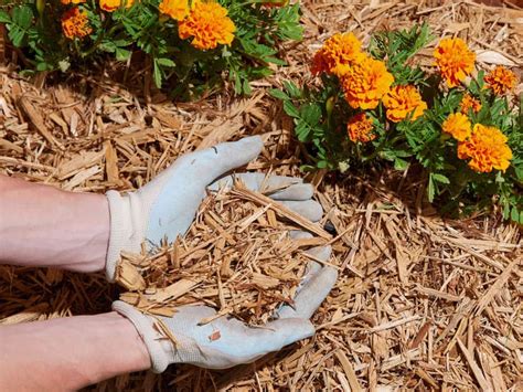 Why Does Mulch Smell