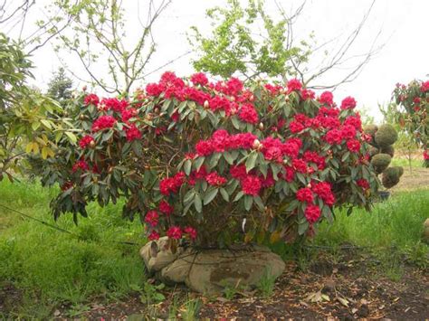 New Trees Arrive At Big Trees Nursery Snohomish Big Trees