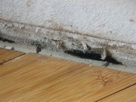 What Is Toxic Mold And Health Risks Esc Florida