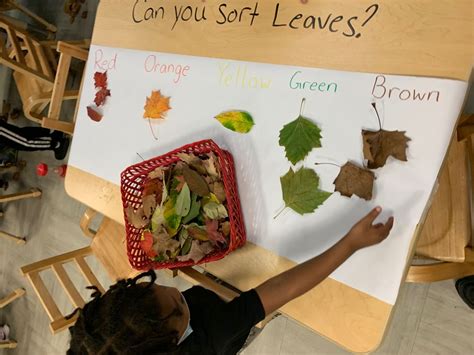 Leaf Sorting By Color Preschool Crafts Fall Preschool Crafts Autumn Activities