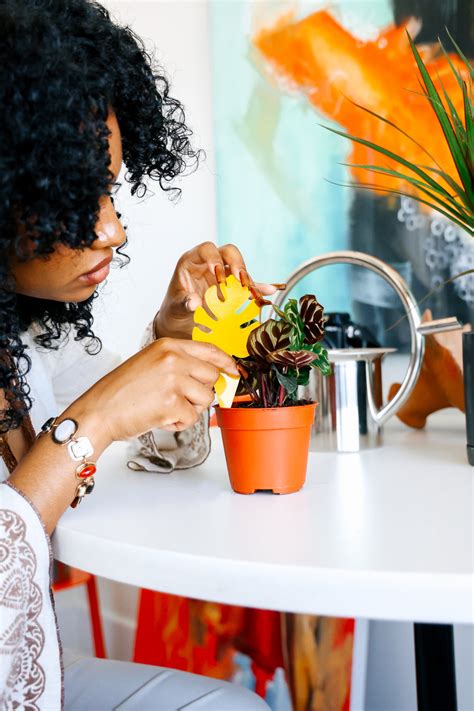 How To Get Rid Of Fungus Gnats In Houseplants Naturally Grounded