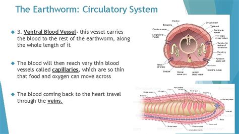 Chapter 12 The Invertebrates 12 D Segmented Worms