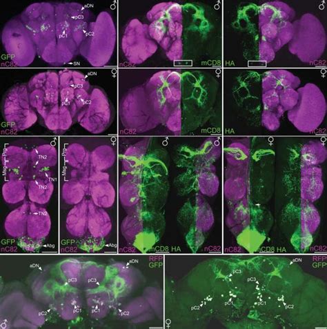 Control Of Sexual Differentiation And Behavior By The Doublesex Gene In Drosophila Melanogaster