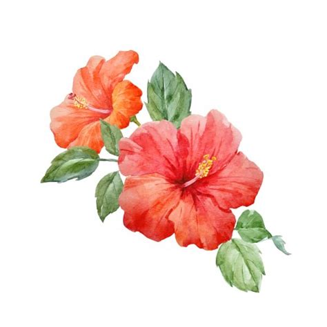 Watercolor Tropical Hibiscus Flower Royalty Free Vector