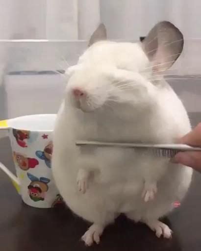 7 רעיונות של Cute Animels בעלי חיים חיות מוזרות צינצילה