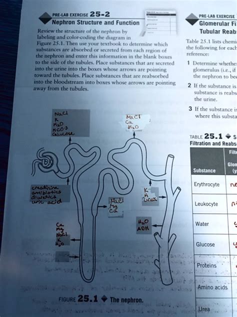 SOLVED PRE LAB EXERCISE 25 Nephron Structure And Function Review The
