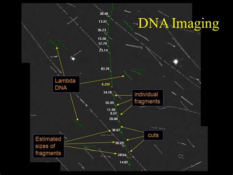 Whole Genome Optical Mapping Ppt Video Online Download