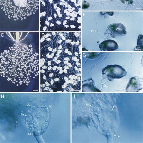 Growth Of The Pollen Tube Toward The Micropylar End Of The Naked Embryo