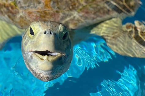 Two Foul Hooked Sea Turtles To Be Released Back Into Gulf Of Mexico