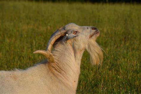 Breeding Goats For Sale