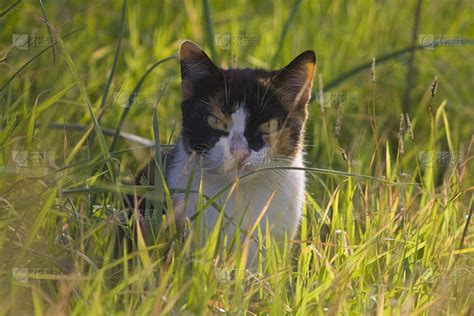 小猫躲在草丛里