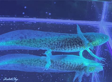 Gfp Wild Type Axolotl Axolotls Nyc