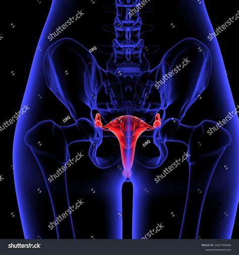 Organos Sexuales Internos Photos Images And Pictures Shutterstock