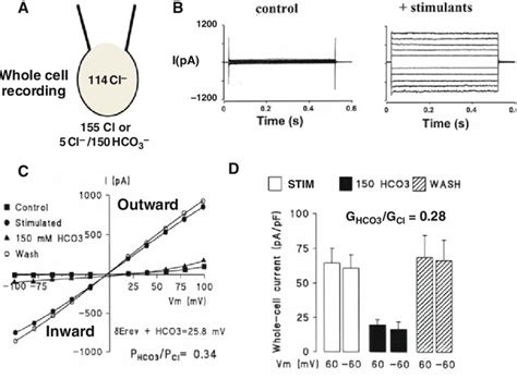 3 A Shows A Schematic Of The Whole Cell Recording Configuration Download Scientific Diagram